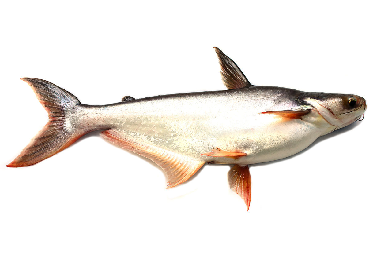 Pangasius - Seafoodia